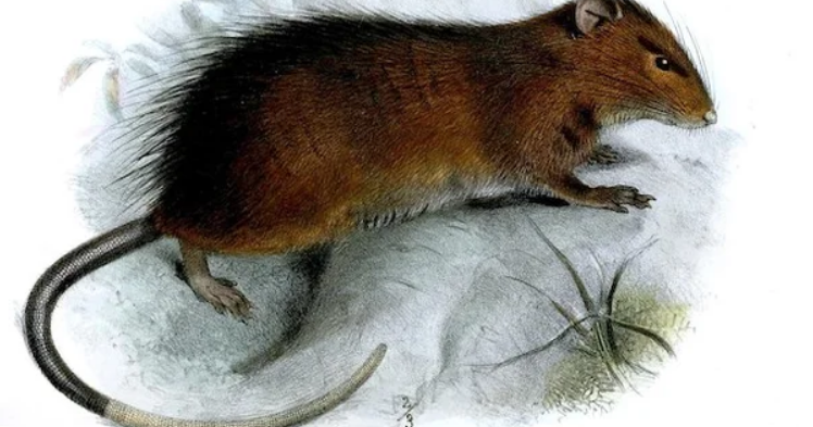 Animals Near Extinction