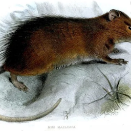 Animals Near Extinction