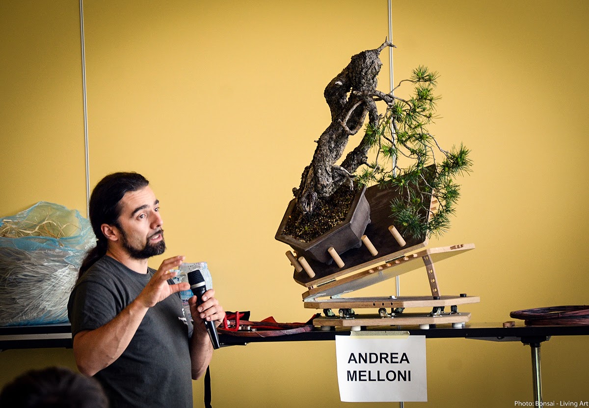 Bonsai - Living Art: VI. International bonsai exhibition demo Andrea ...