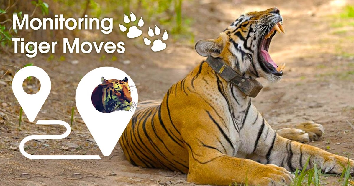 Monitoring Tiger Moves
