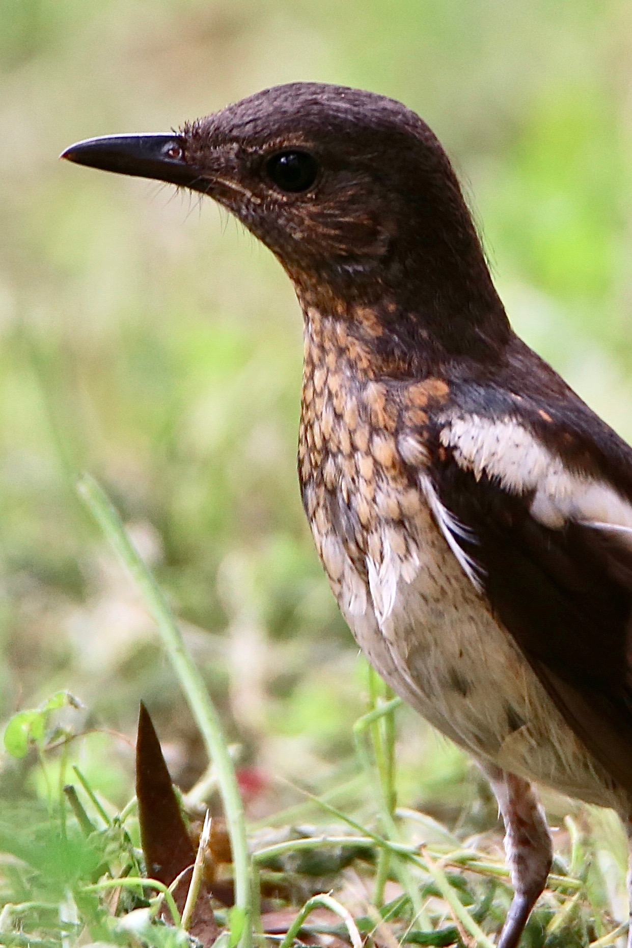 Oriental Magpie Robins Love Bathing