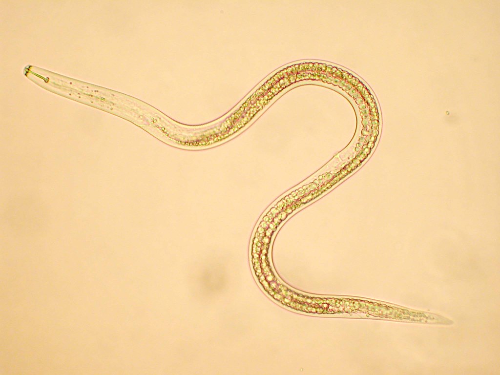 Generalized Life & Disease Cycle Of Plant Pathogenic Nematode-Plant Care