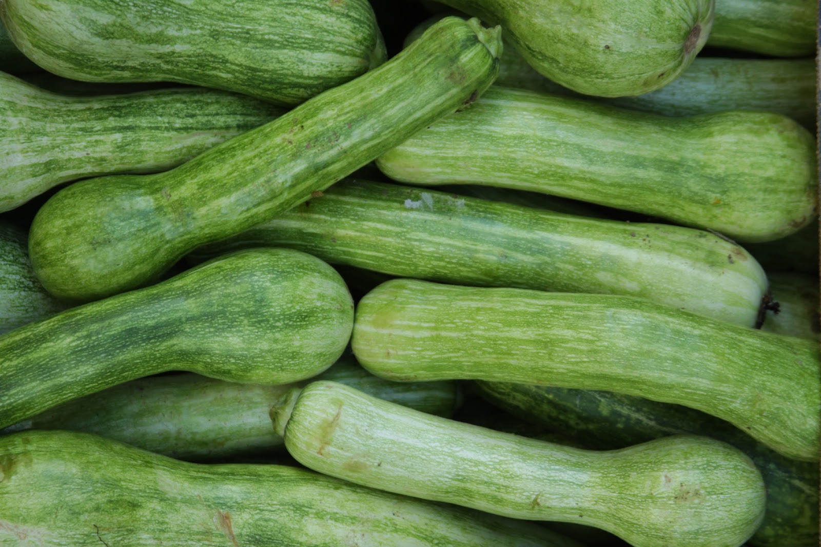 Conheça os benefícios da abobrinha brasileira