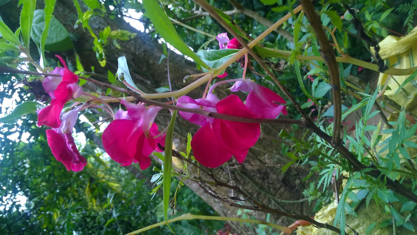 THE LITTLE BEAUTIFUL PLANT 'KUDALU'