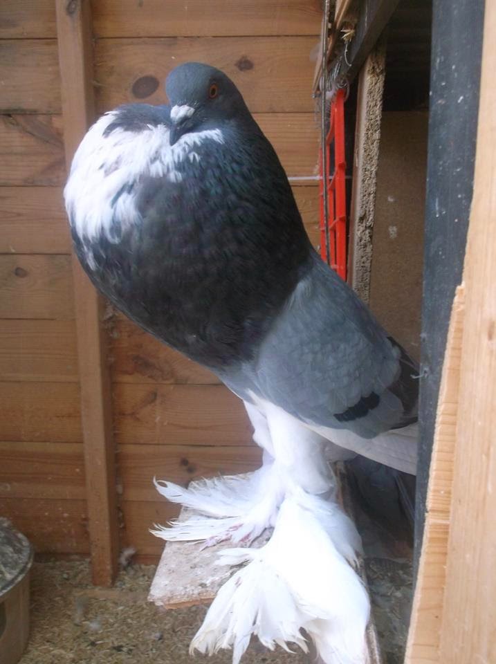 World of Pigeons and Doves: Pomeranian Pouter ( Pommersche Kröpfer )