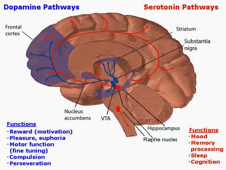 Syndala Life Coaching: It's all about dopamine!