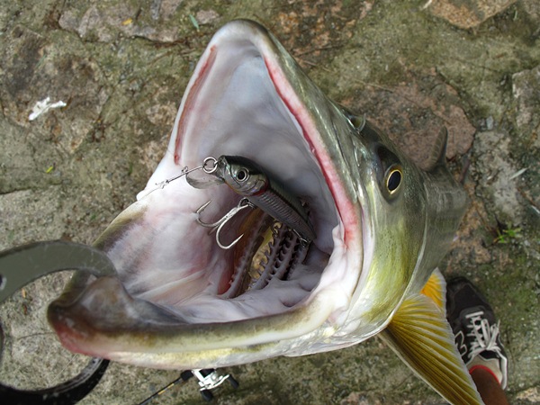 ANGLING WORLD 魔魚釣界: Monster Fish in China - Yellow Cheek!!