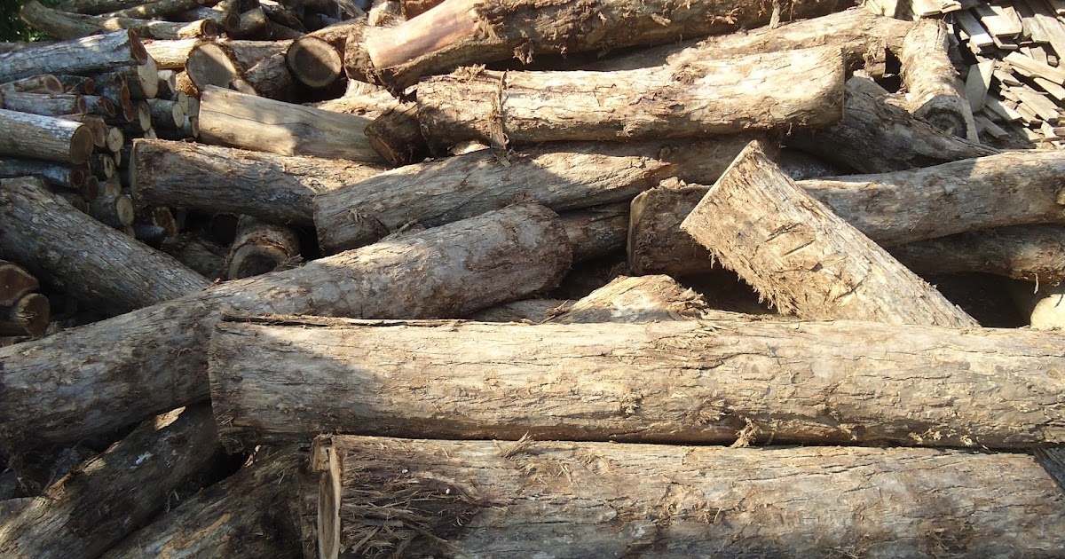 Harga Kayu Sonokeling - DUTA RIMBA INDONESIA