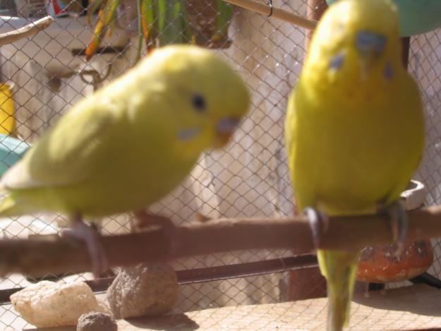 Australian Parrots Pair For Sale In Bhakkar - Pets For Sale In Pakistan
