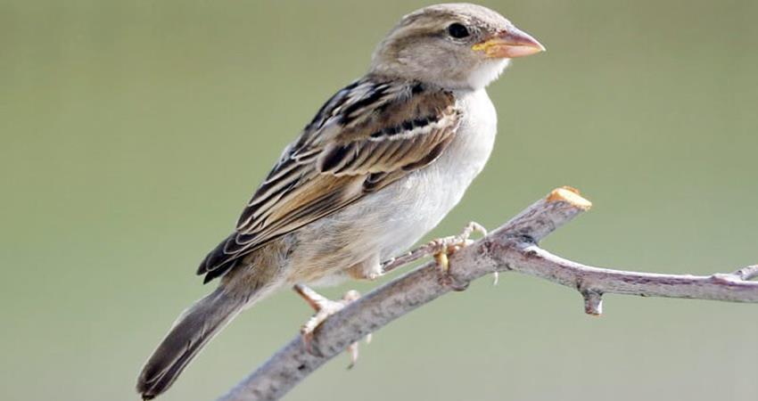 कौशिक की कलम से : एक परी , एक गौरैया : एक याद