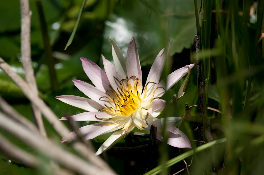 tropicalia: "flora de Angola"