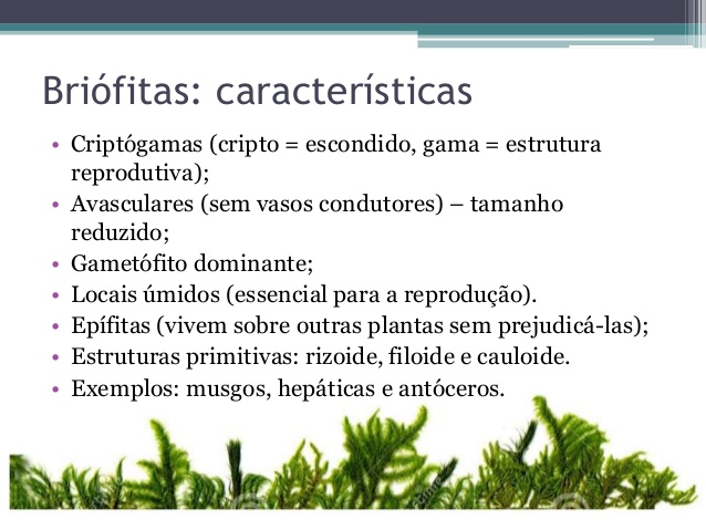 Briófitas: Introdução | Biologia: A ciência da vida