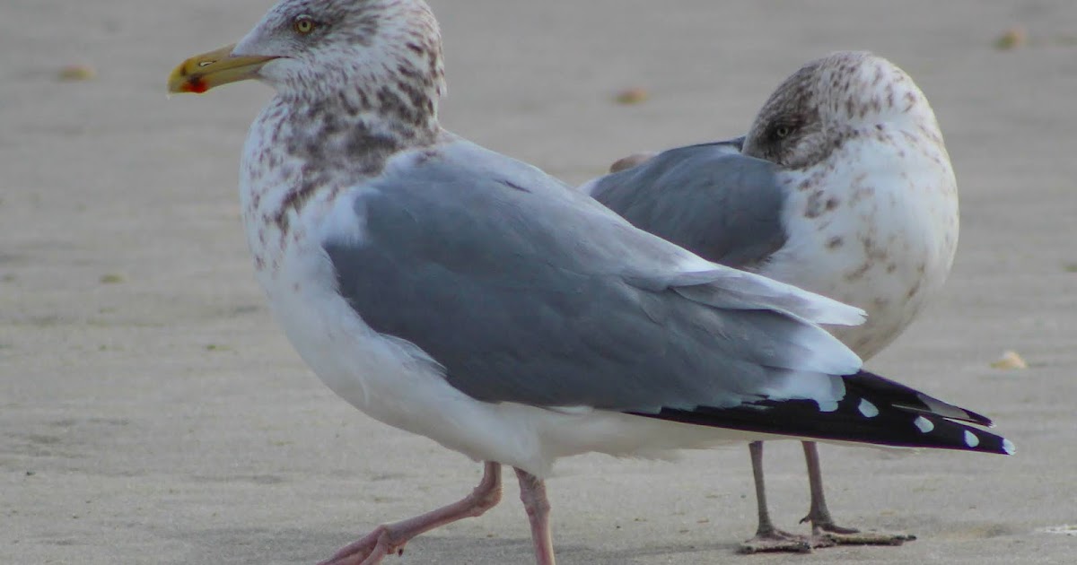 Cannundrums: American Herring Gull