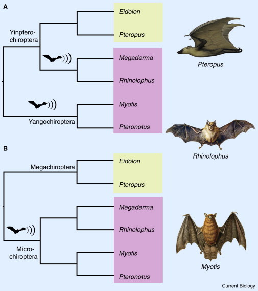 Info on bats | Megabats (Megachiroptera) Yinpterochiroptera and ...