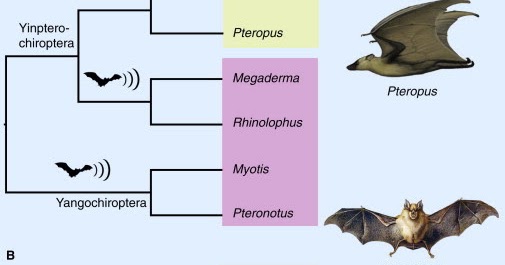Info on bats | Megabats (Megachiroptera) Yinpterochiroptera and ...
