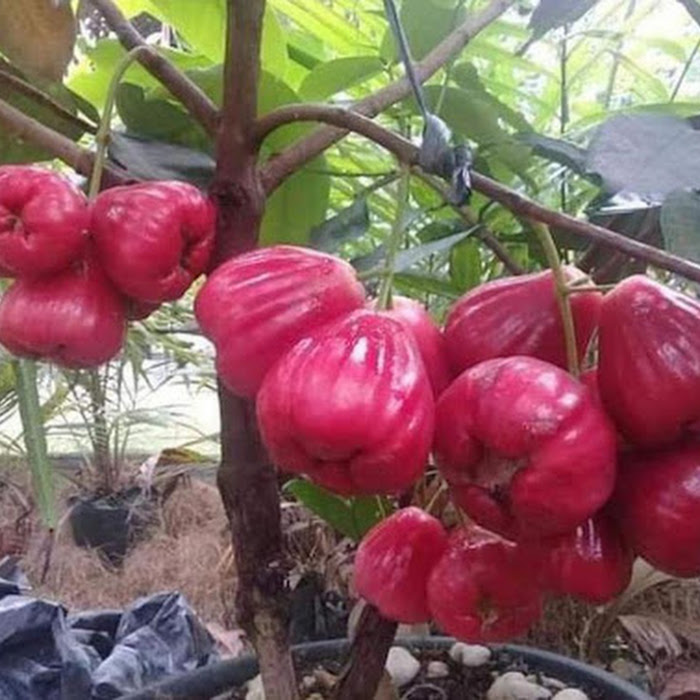 Koleksi Bibit Tanaman Jambu Air | jualpohon.id
