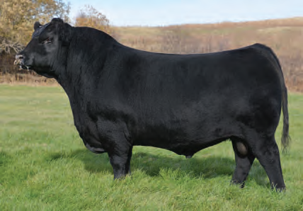 Canadian Angus Association Blog