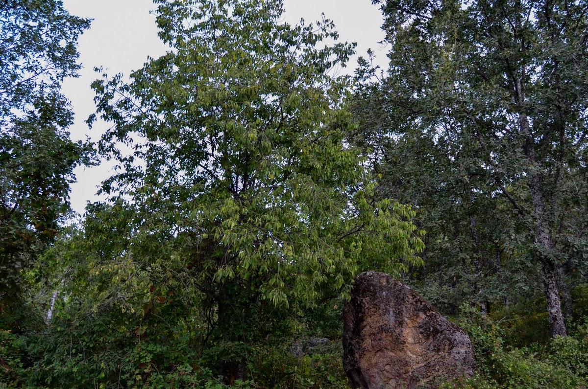 ALMANAQUE NATURAL: Los Encinares de Gredos