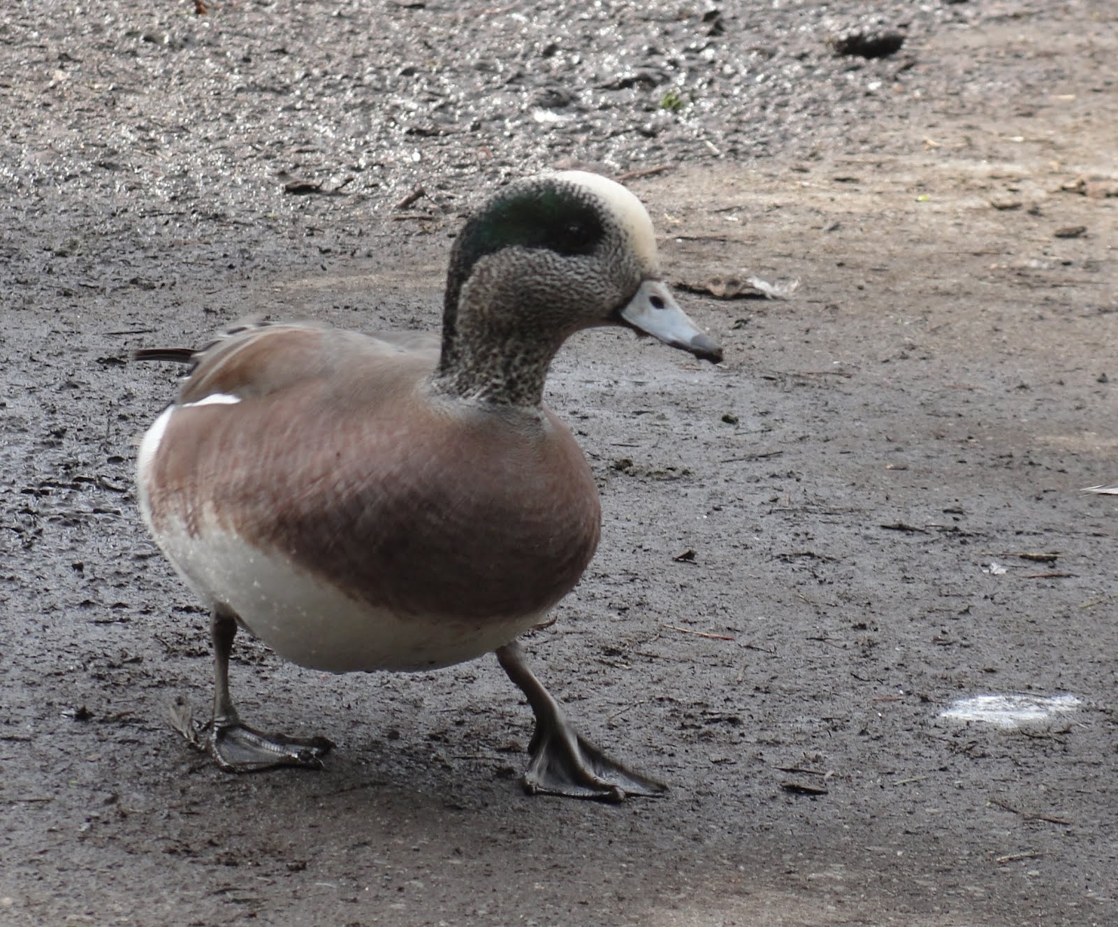 My life with the critters: Ducks, ducks and more ducks