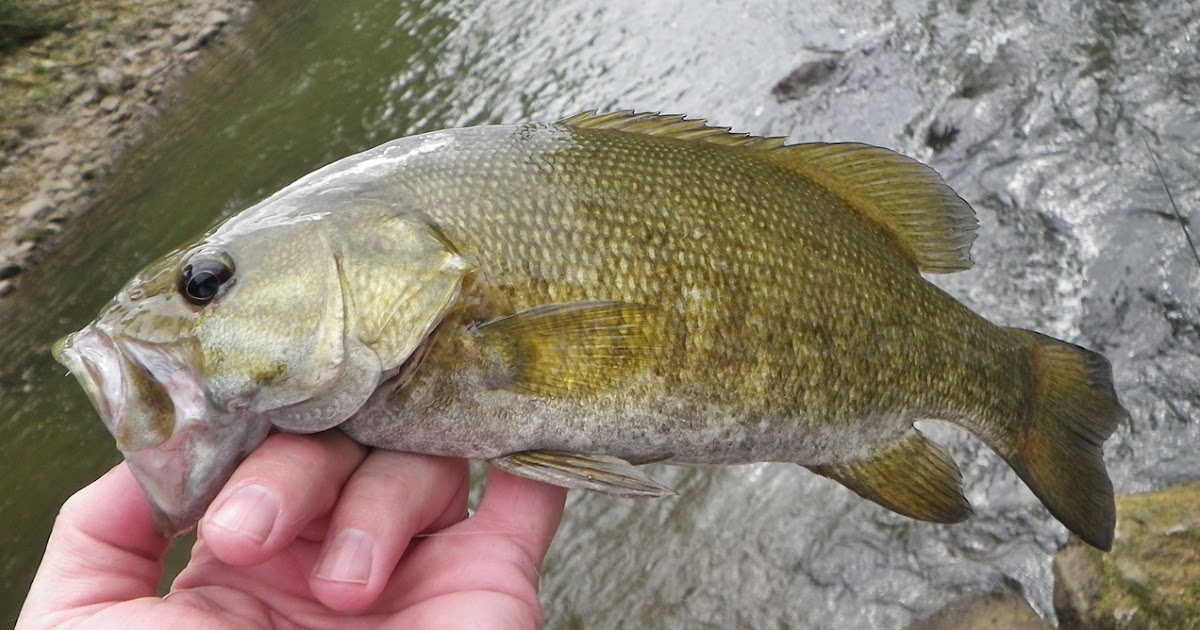 Smallmouth Bass Pictures
