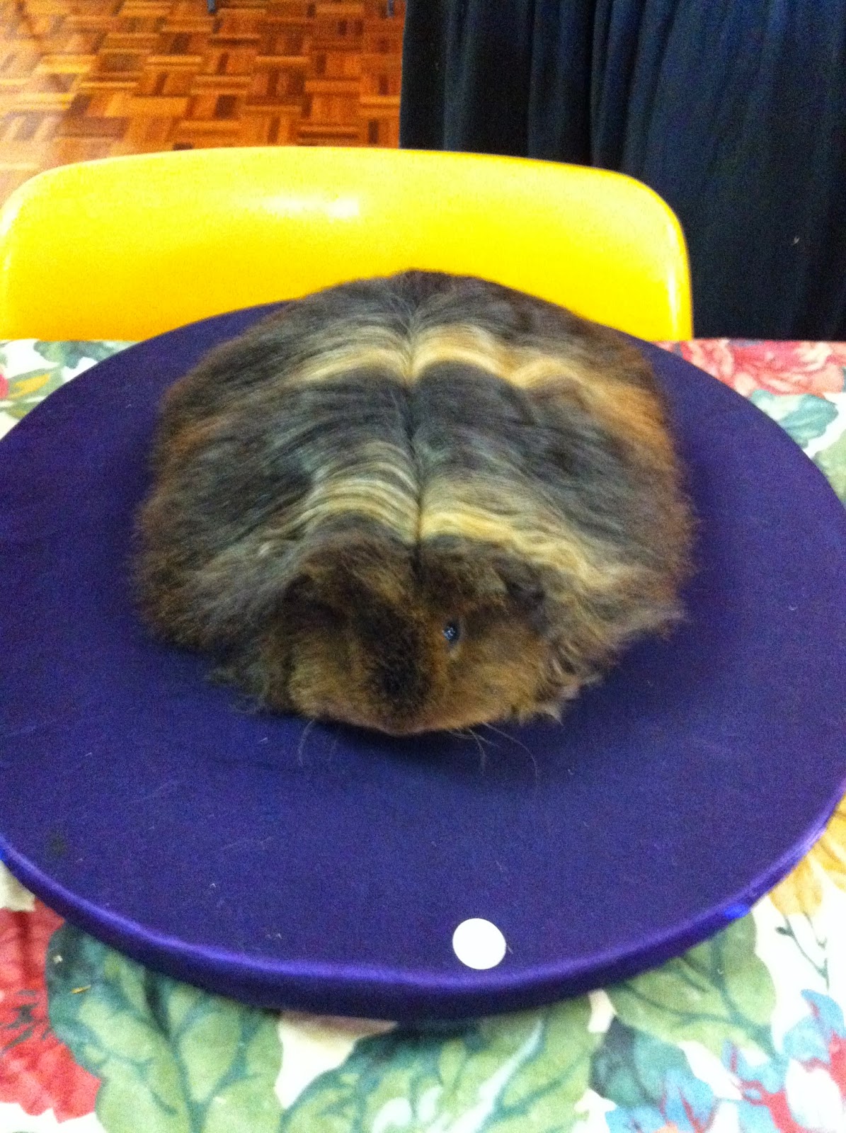 My Cavy Kingdom: My First Pedigree Show