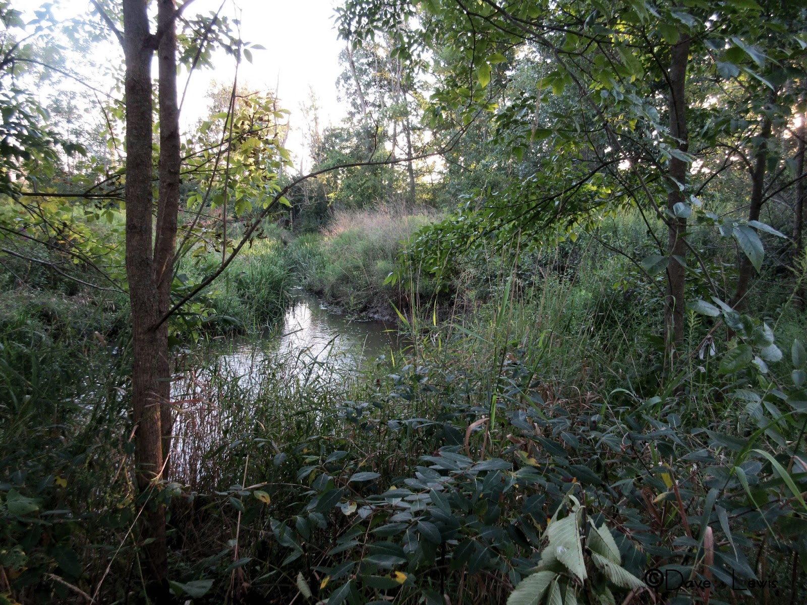 Birds from Behind : 21 August 2016