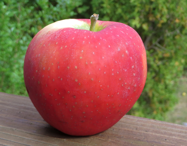 Snapdragon - Adam's Apples