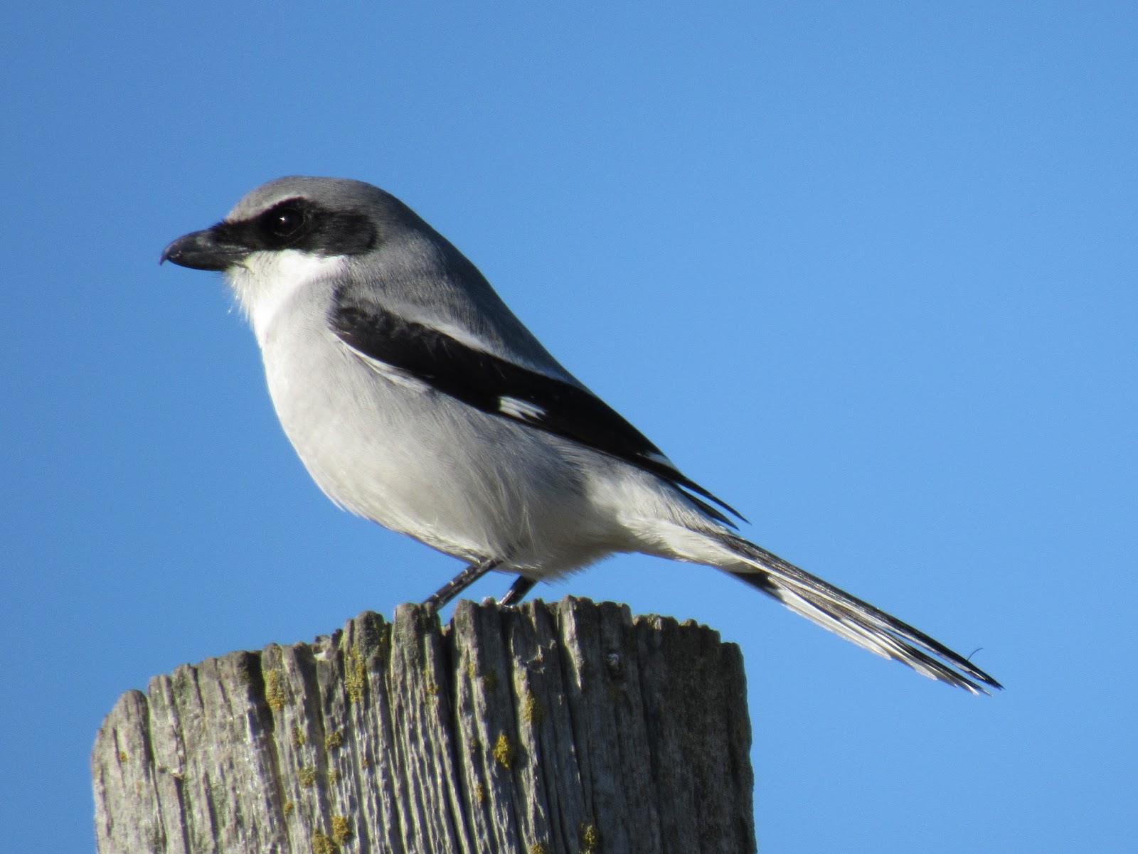 The Shrike Tree Of Thorns