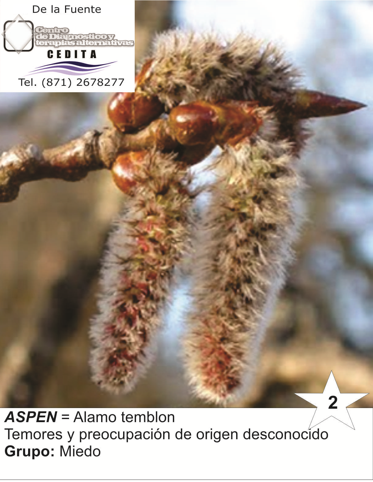 Flores de Bach México: 02 ASPEN = ALAMO TEMBLON Descripción detallada ...