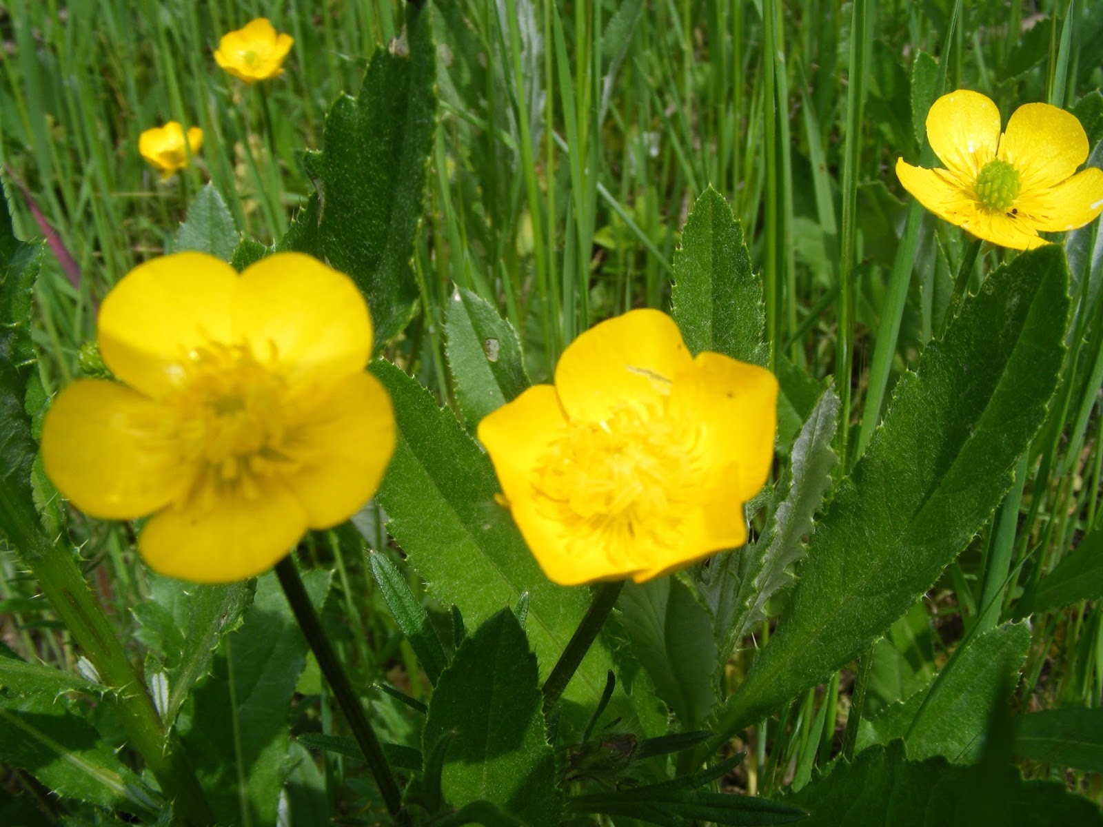 Calatoriile Mariei: O scurta calatorie prin Padurea Trivale, dupa Paste