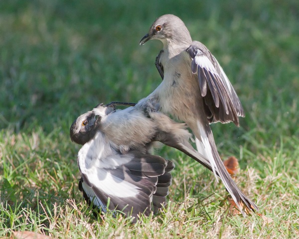 A Blog From The Bog: Northern Mockingbird Part 2-Defender of Hearth and ...