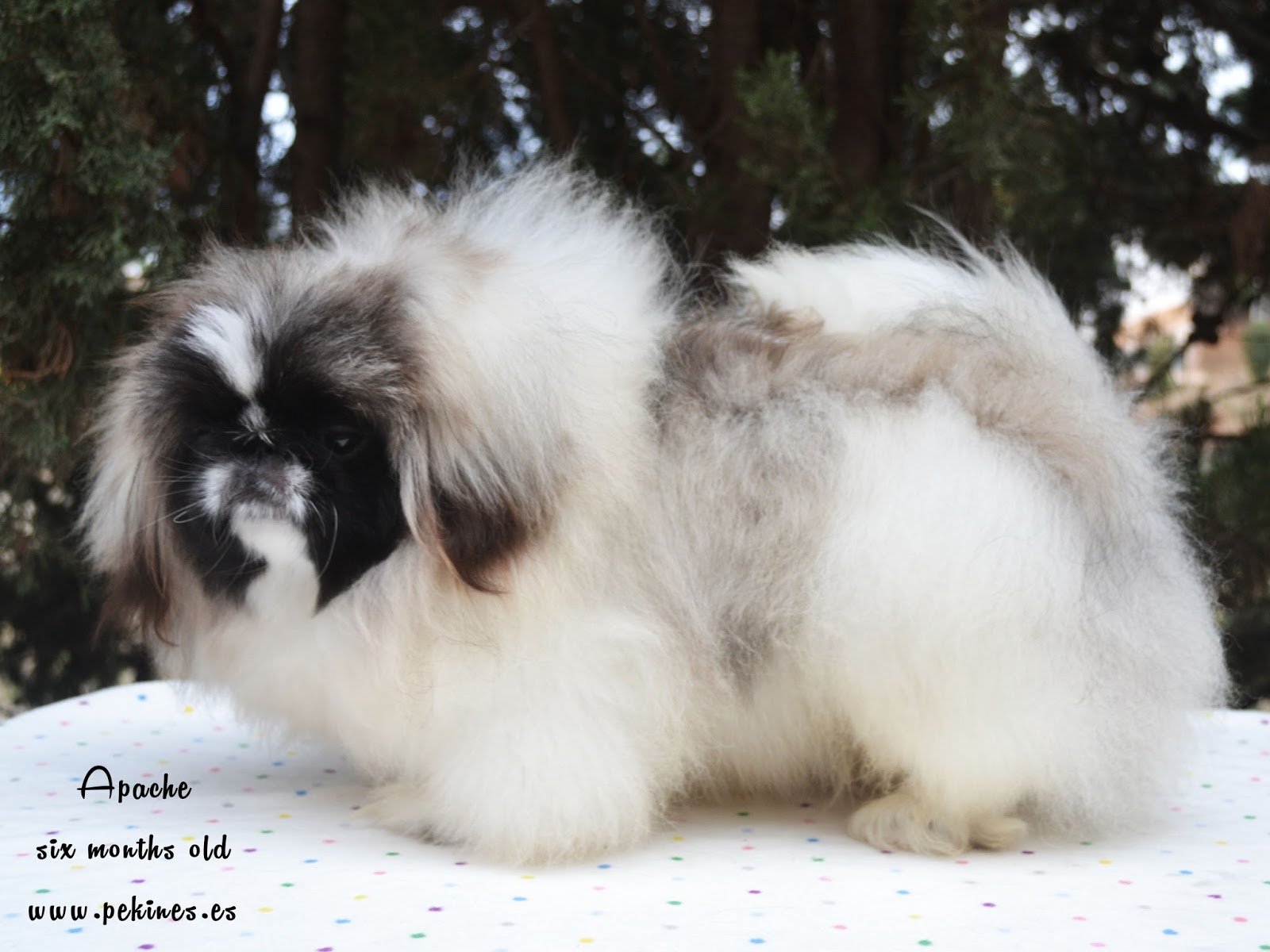 Colour and Markings in the Pekingese - Colores y marcas en el pekinés ...