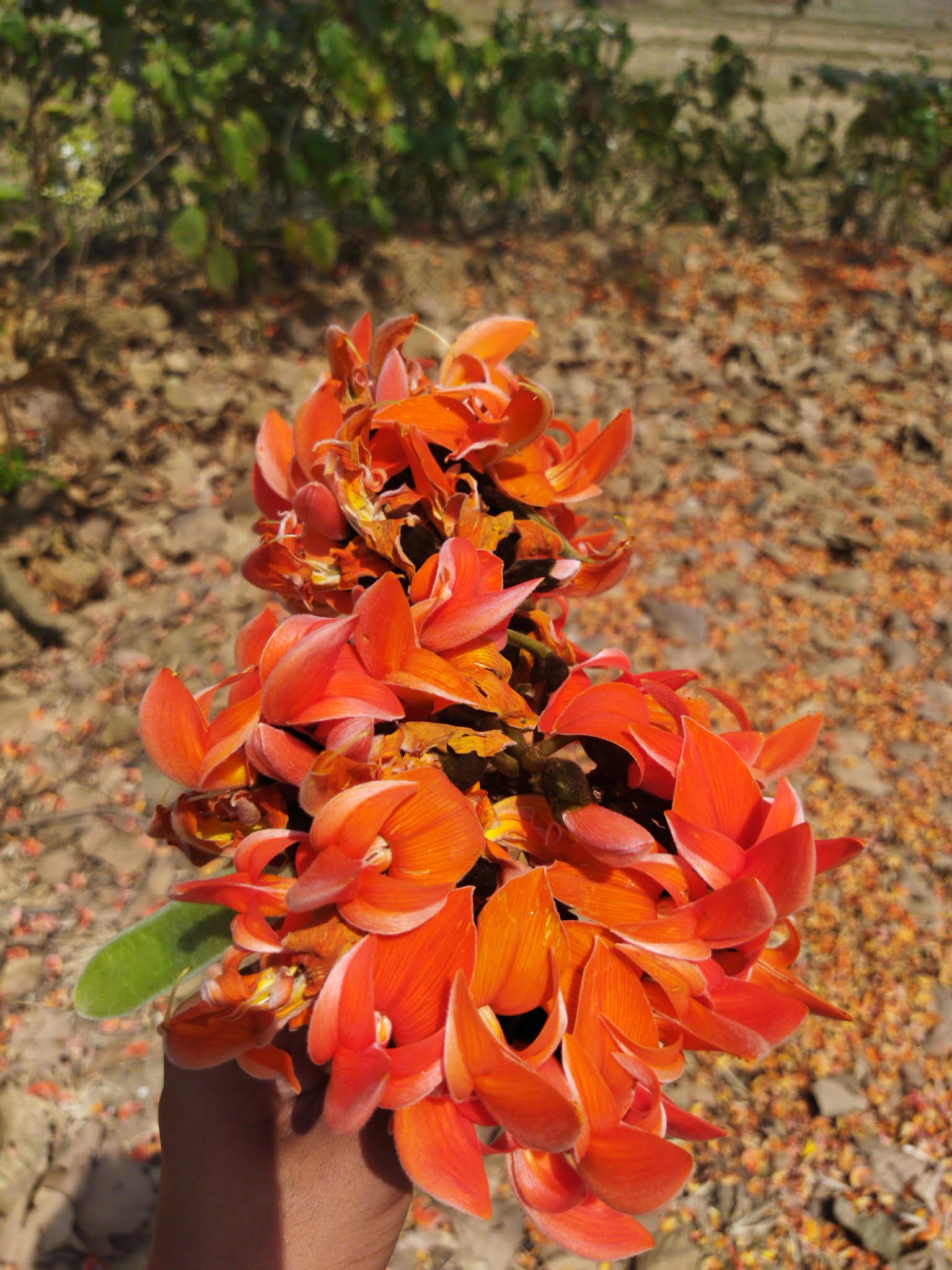 Flower of Palash, Royal Flower of Jharkhand.