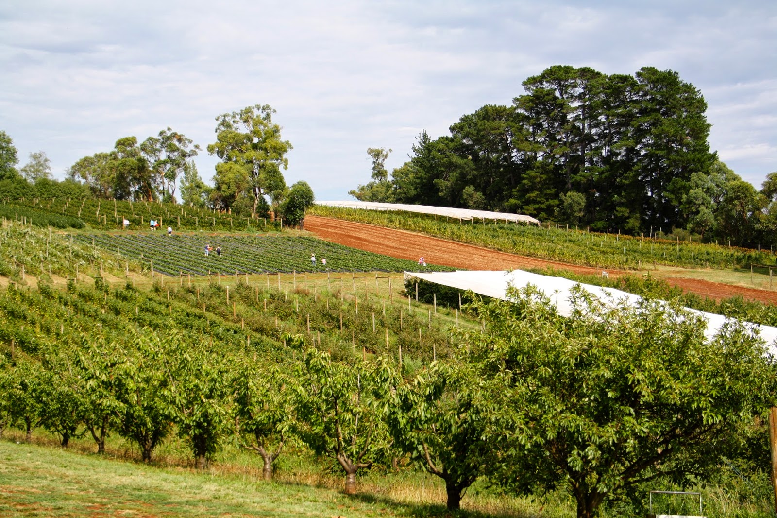 RDO Melbourne: Blue Hills Berry Farm, Silvan
