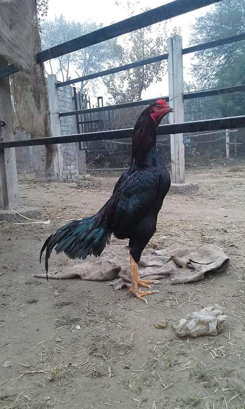 Aseel Murga | Raja Asil