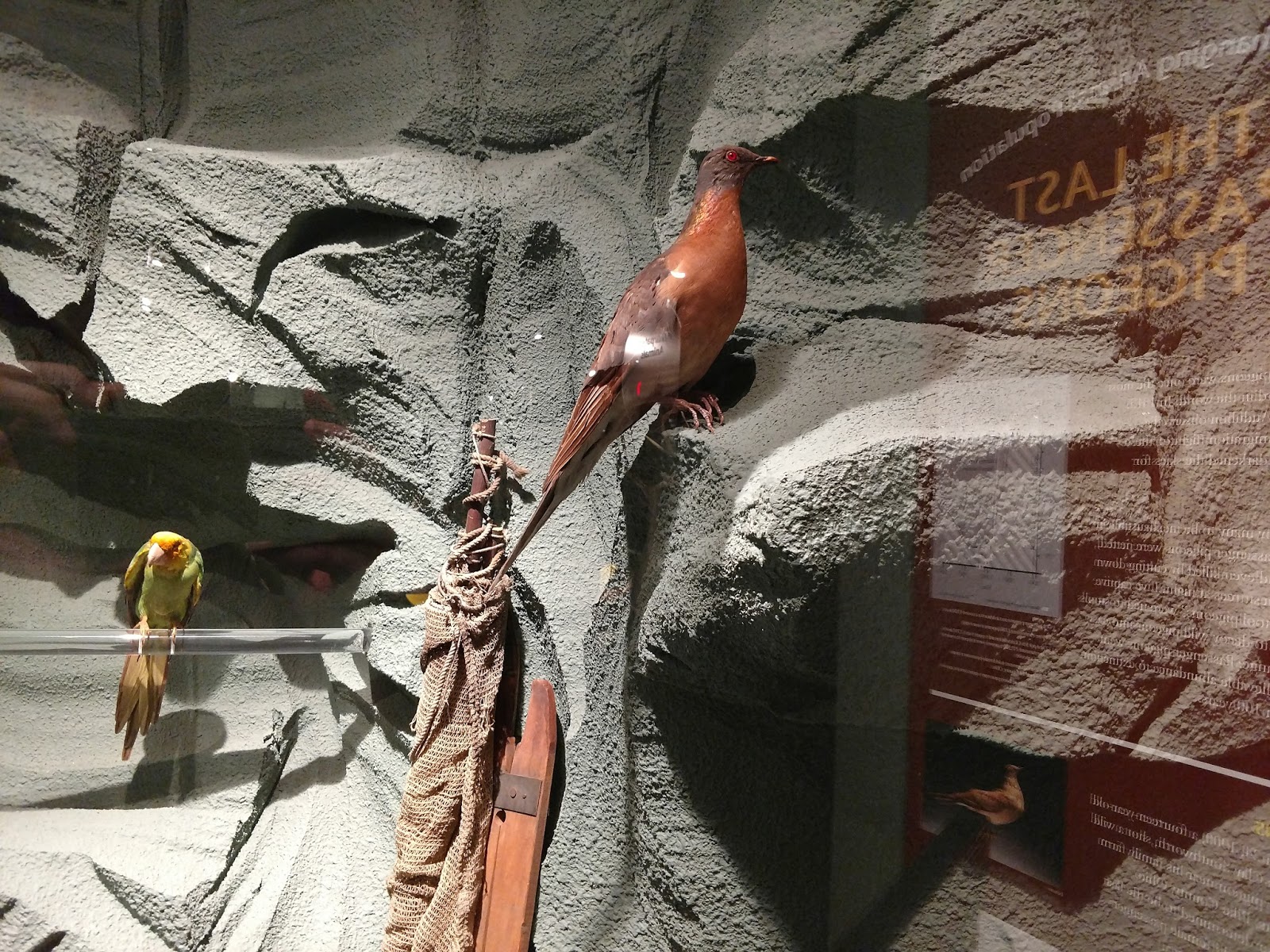 Travels of a Hobgoblin Taphophile: Extinct Animals Exhibit - Ohio ...