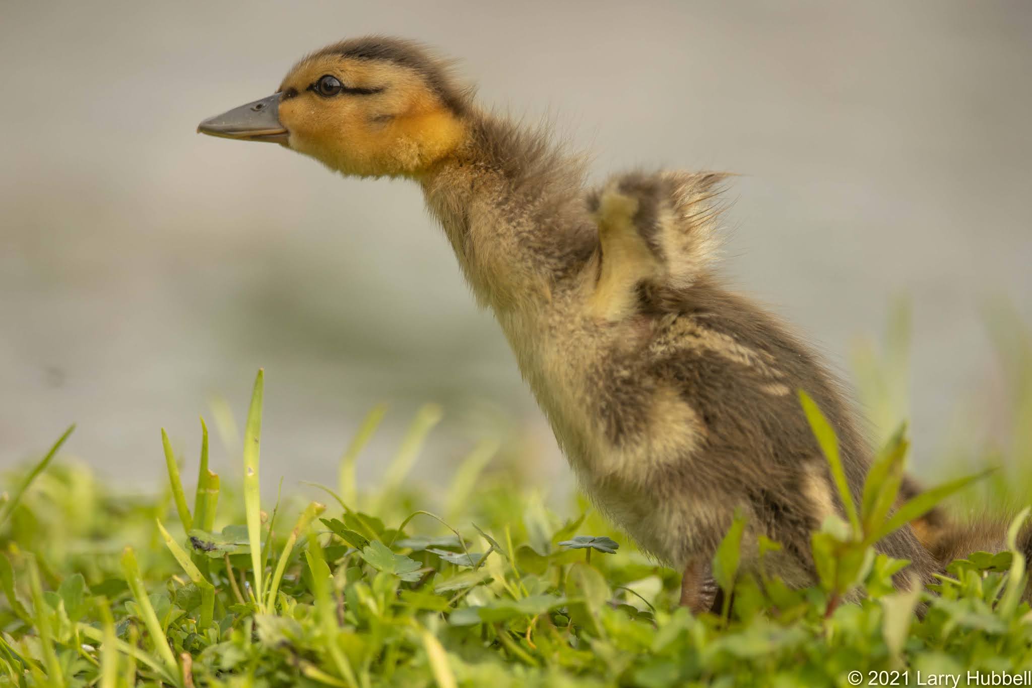 Union Bay Watch : Ducklings are Delightful