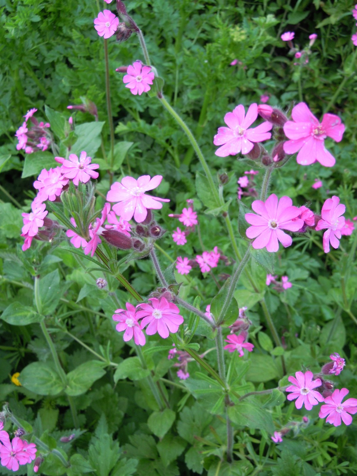 A Cotswold Year: Red Campion