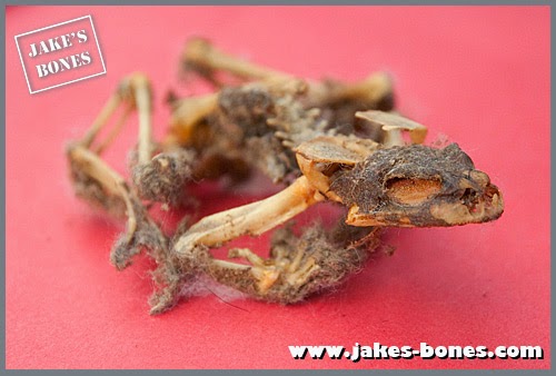 The incredible frog skeleton : Jake's Bones