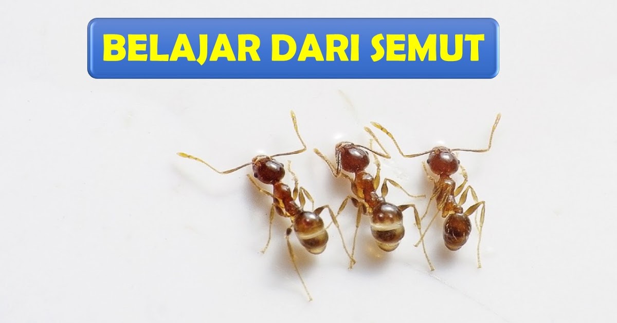 Renungan Harian: Belajar dari Semut