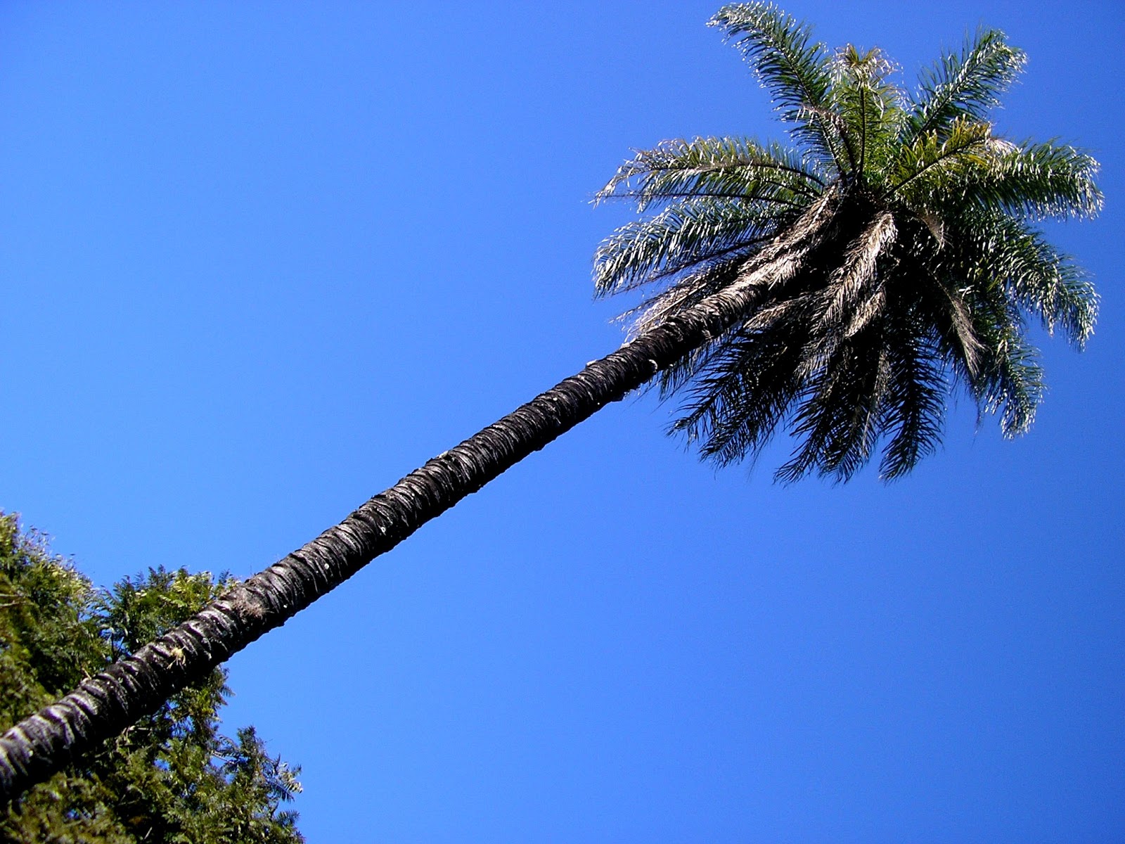 natureza selvagem: Macaúba