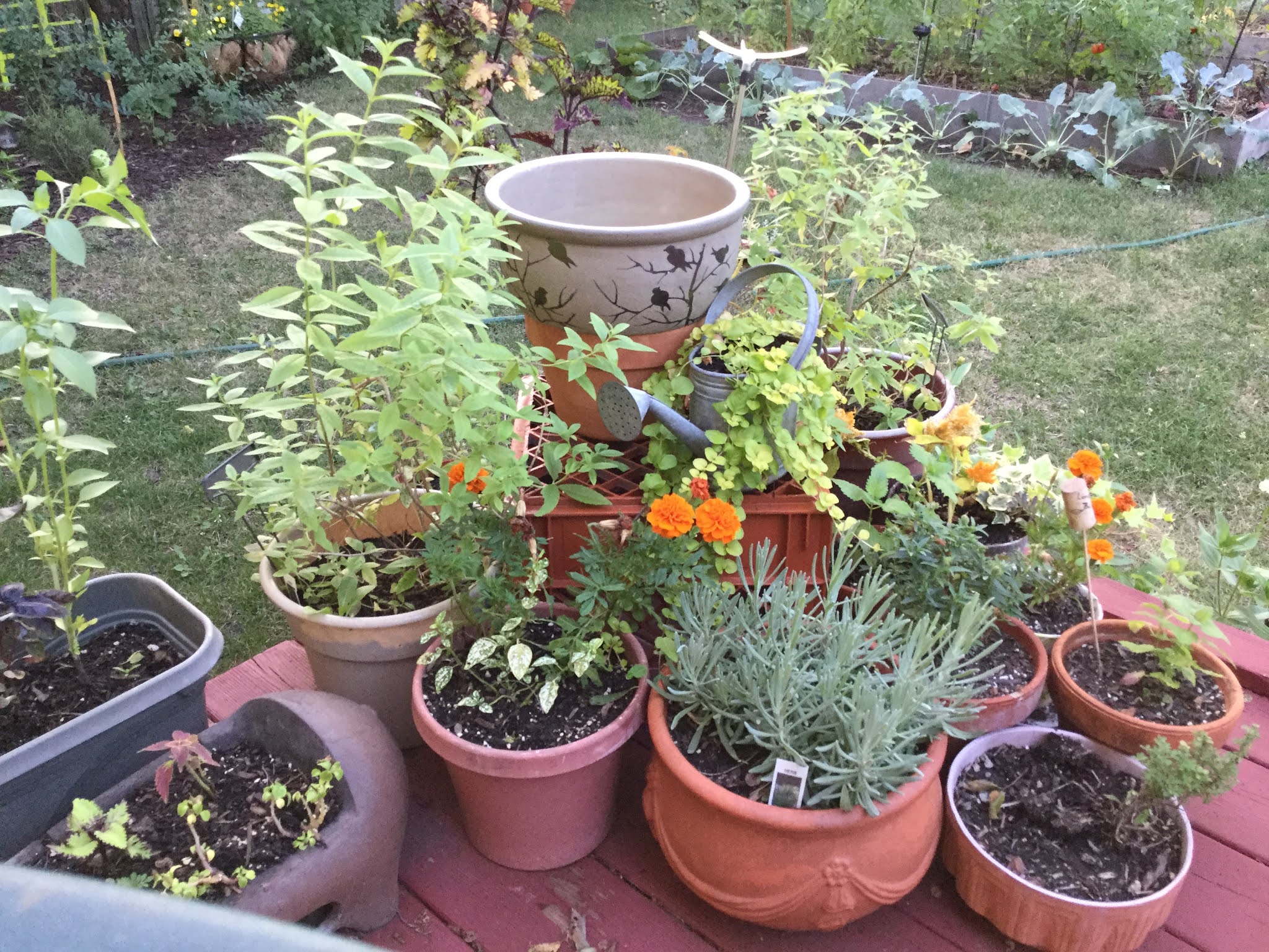 Backyard Patch Herbal Blog