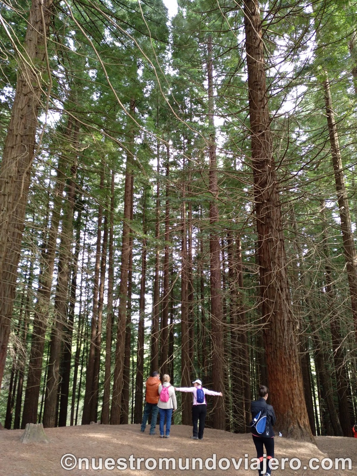 El bosque de secuoyas del Monte Cabezón ~ NUESTRO MUNDO VIAJERO