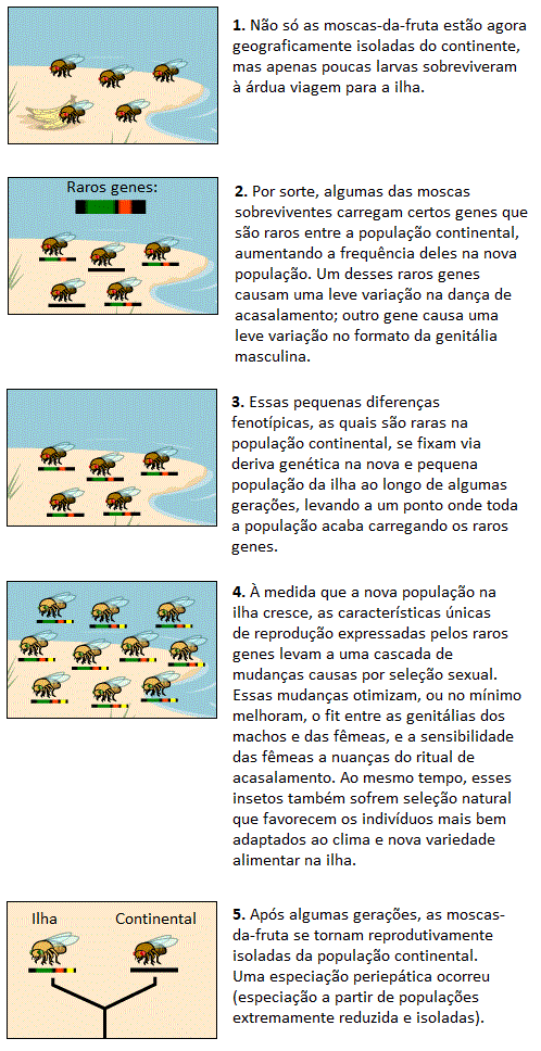 O que é a deriva genética? - Saber Atualizado