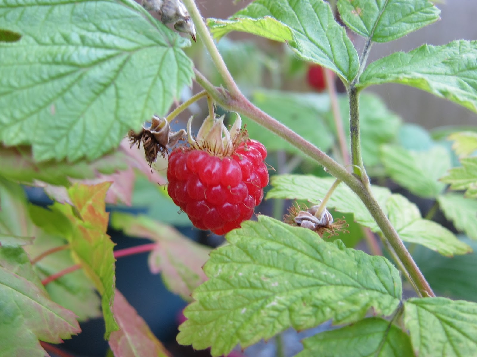 Pacific Northwest Seasons: Northwest Flavors: Raspberry Love, Mother Love