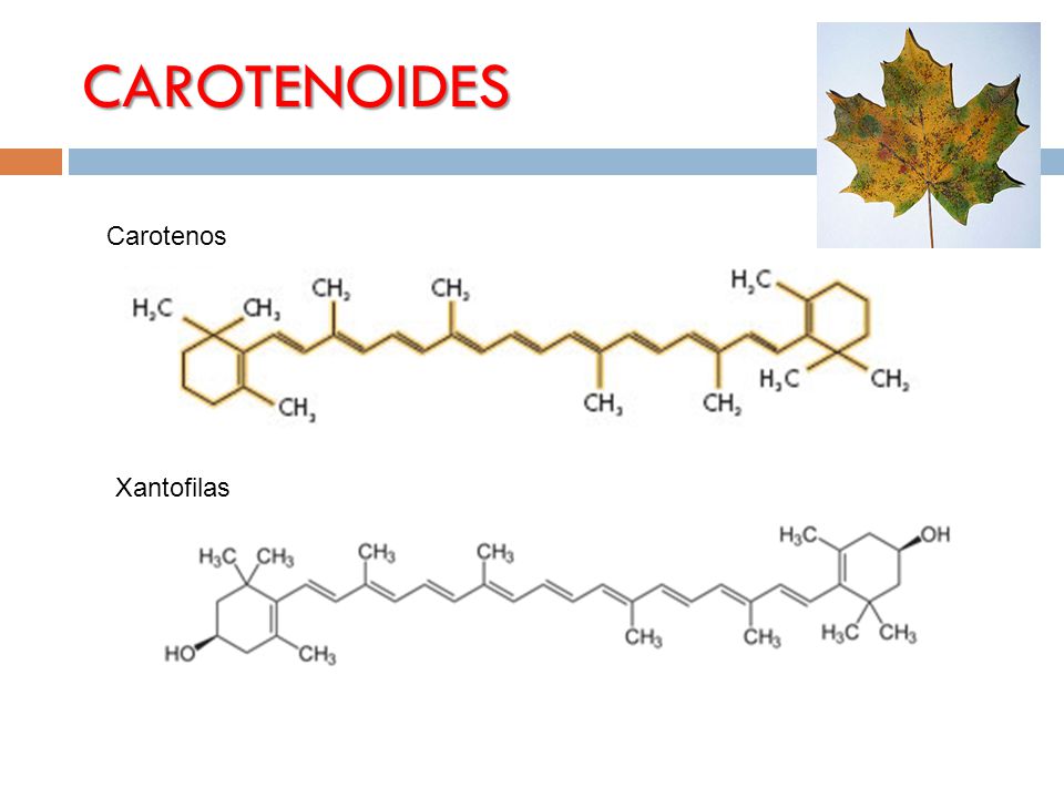 Principales pigmentos vegetales