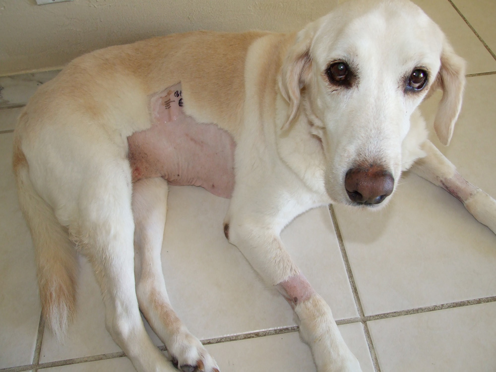 What Happens When You Remove A Dog Spleen