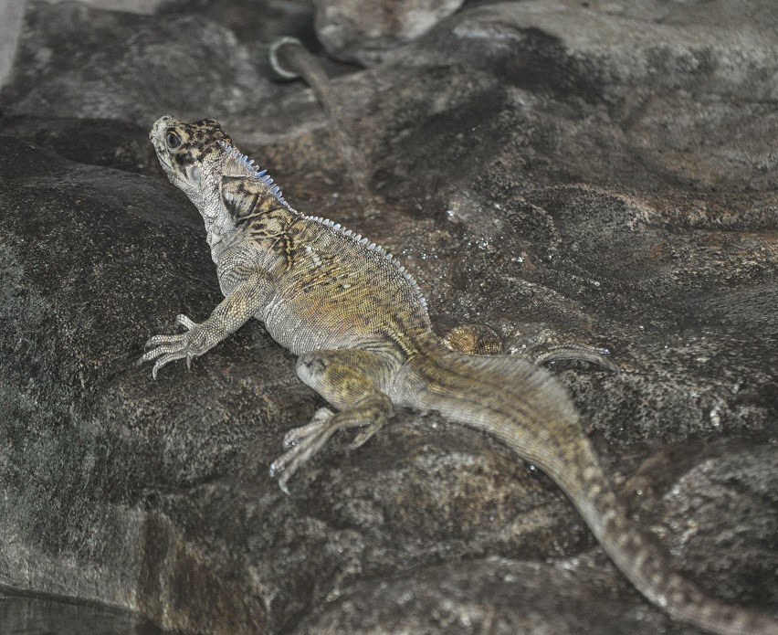 ZOOTOGRAFIANDO (6.100 ANIMALS): HIDROSAURIO CRESTADO FILIPINO ...