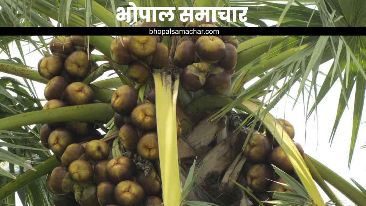 वह कौन सा पेड़ है जो नर और मादा दोनों प्रकार में पाया जाता है - GK IN HINDI