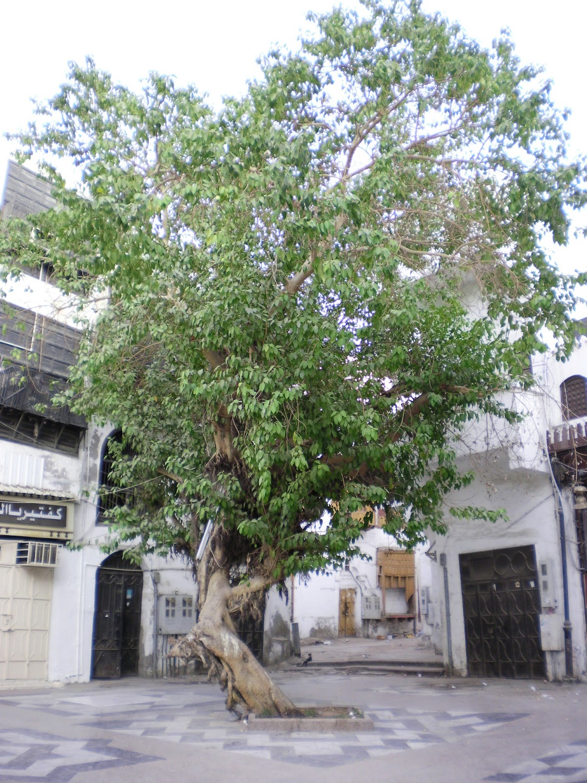 Pink Jeddah Sunset: Off to Al-Balad, the Historic Old Jeddah